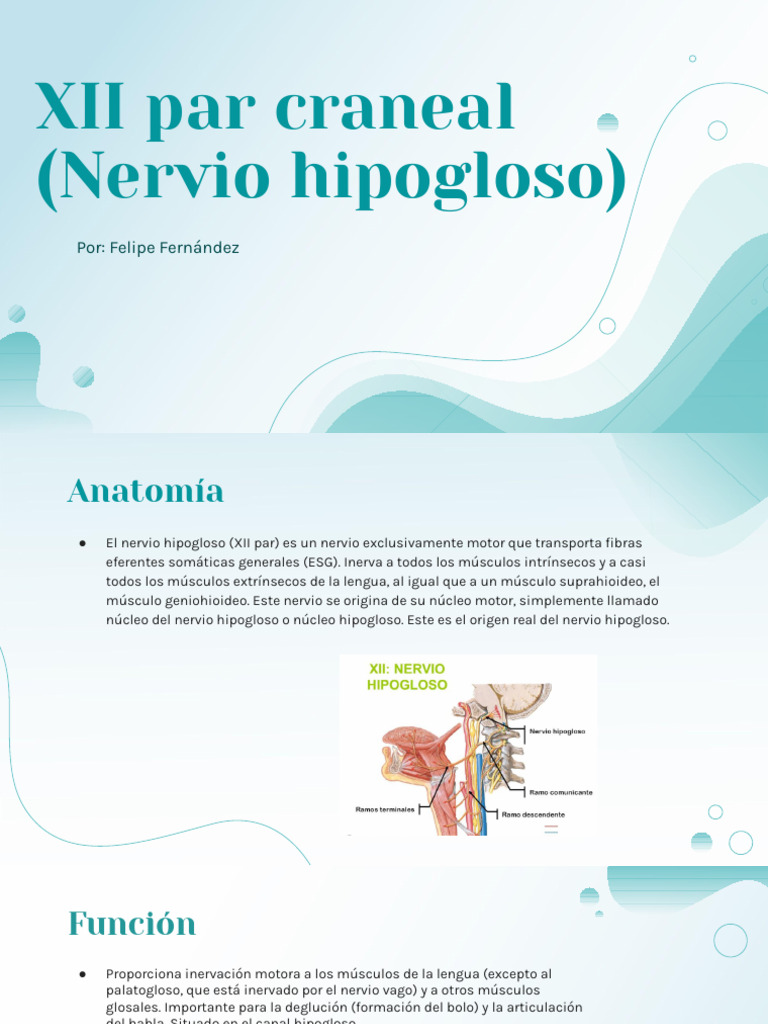 XII Par Craneal | PDF