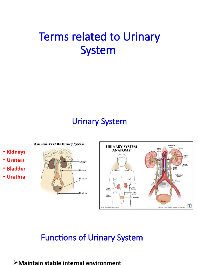Unit 5. Terms Related To Urinary System | PDF | Urinary System | Kidney
