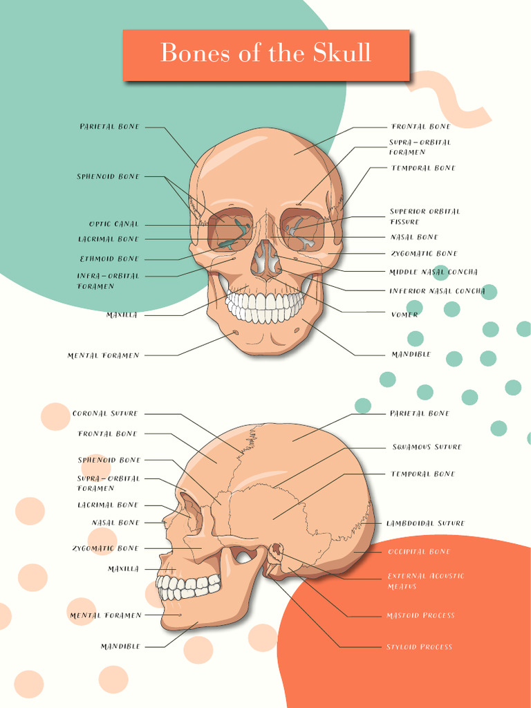Anatomy of Skull Bones Explained | PDF