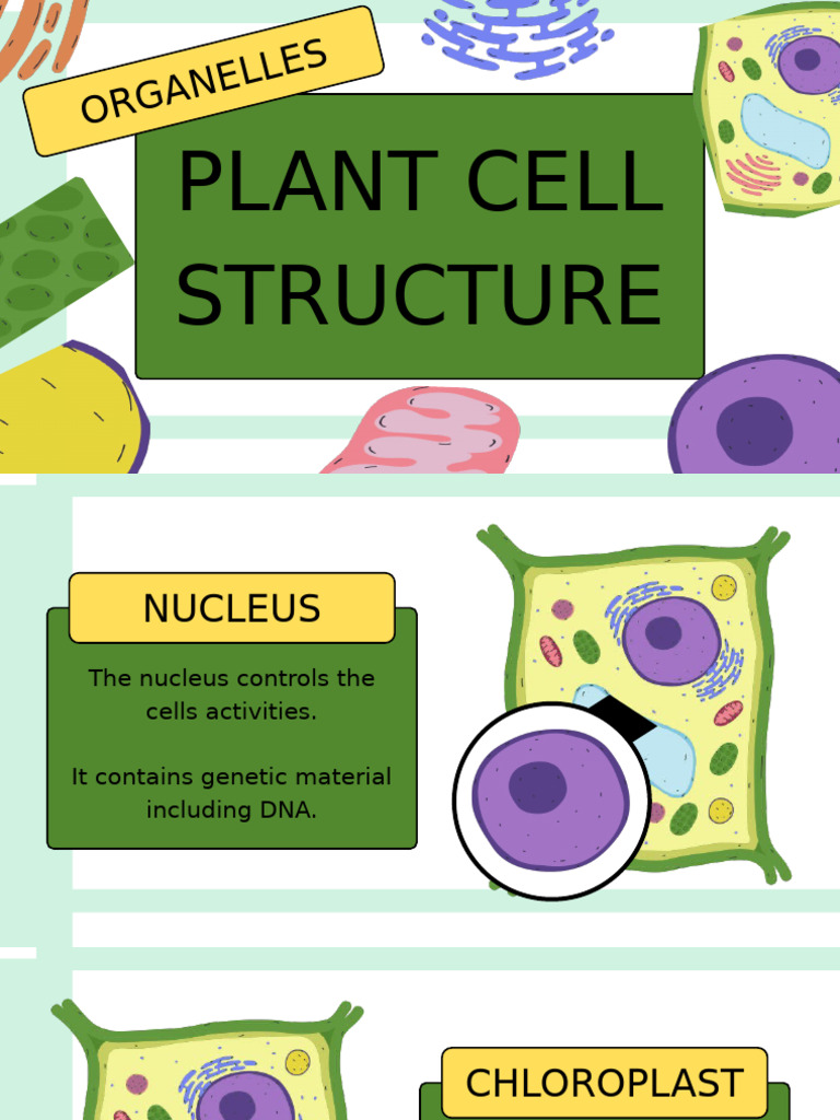 Plant Cell Organelles Explained | PDF