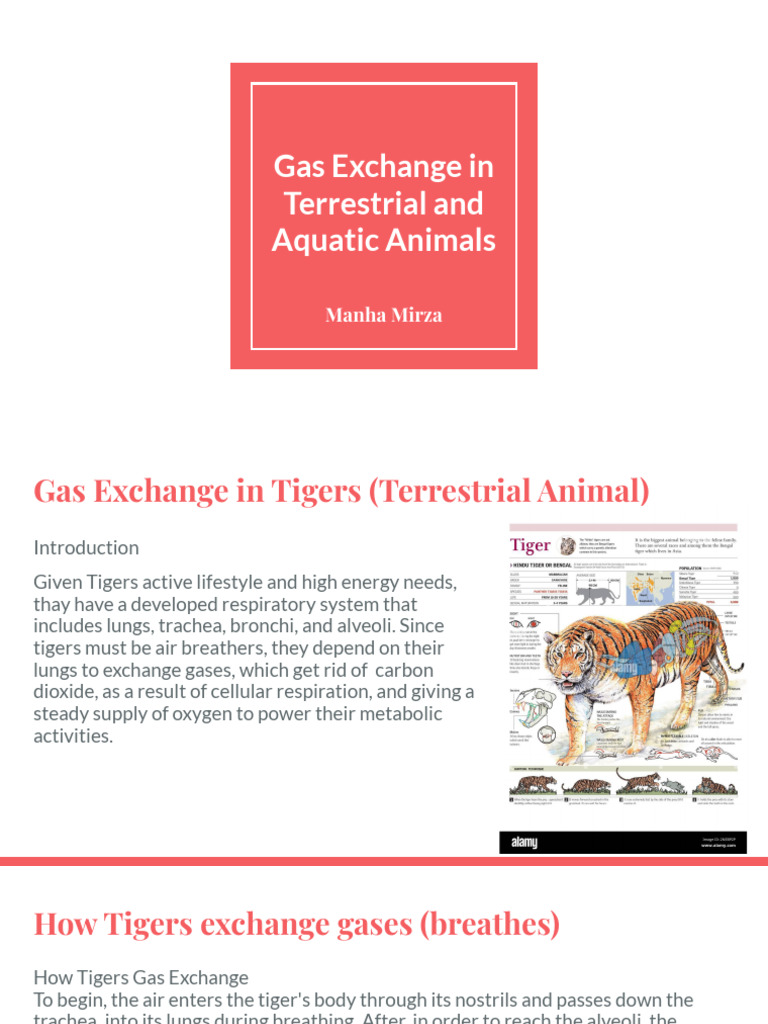 Gas Exchange in Tigers and Frogs | PDF | Respiratory System | Breathing