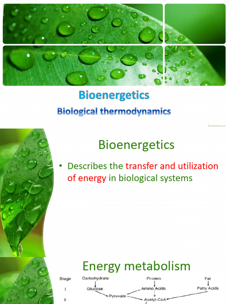 bioenergetics_250420_181525 | PDF | Electron Transport Chain | Adenosine Triphosphate