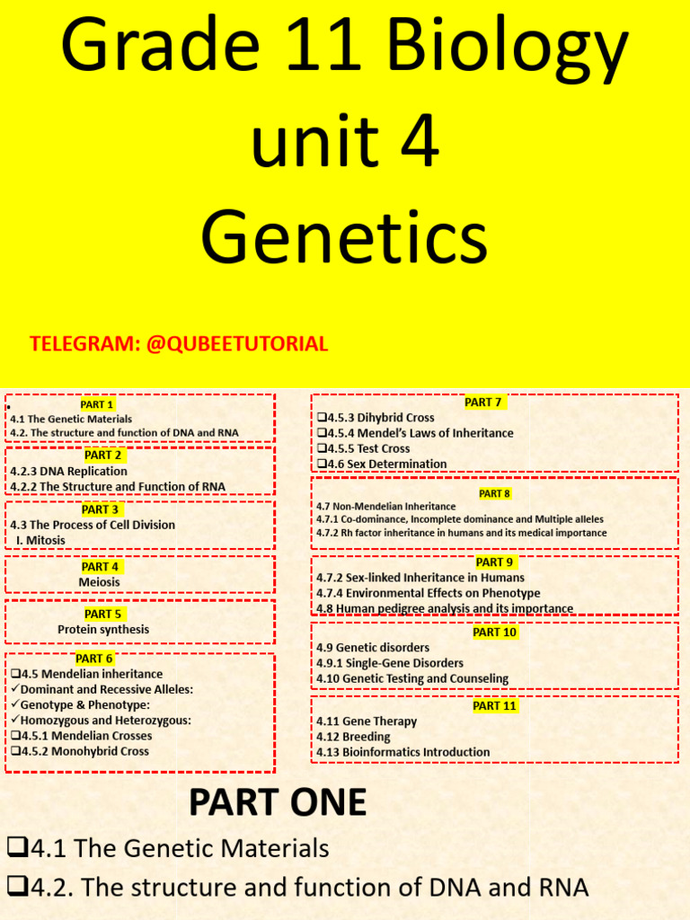 Grade 11 Genetics Study Guide | PDF | Dominance (Genetics) | Dna ...