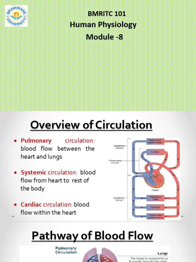 Blood Circulation and Cardiovascular Diseases | PDF | Circulatory ...