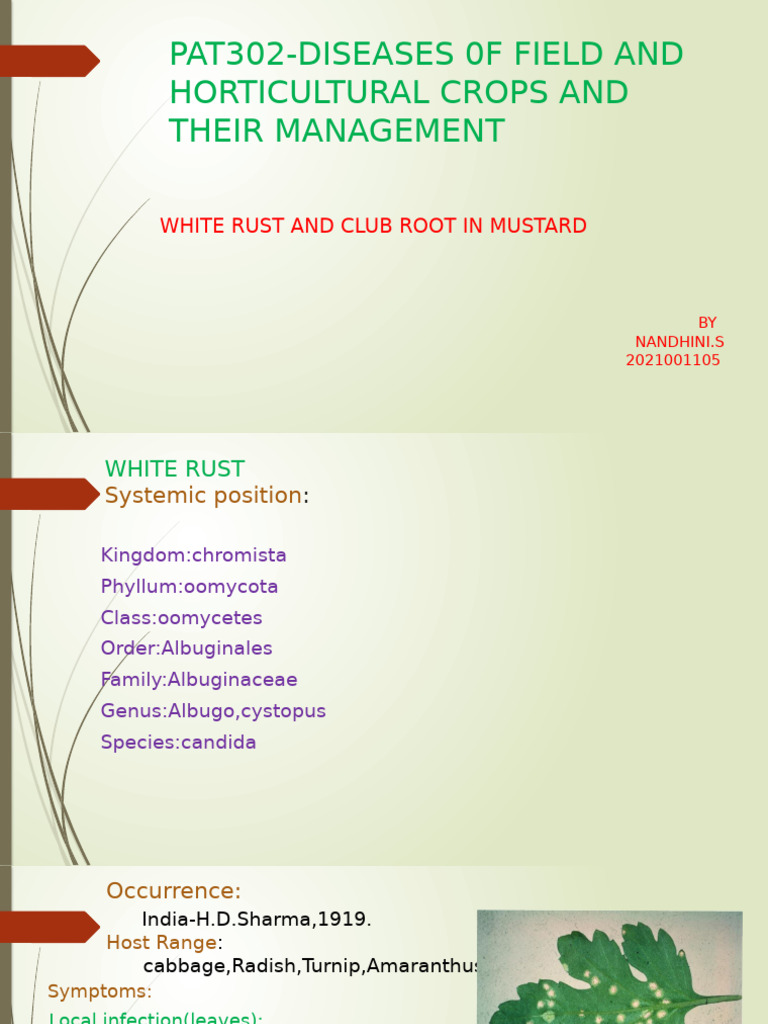 White Rust and Club Root in Mustard | PDF | Botany | Plants