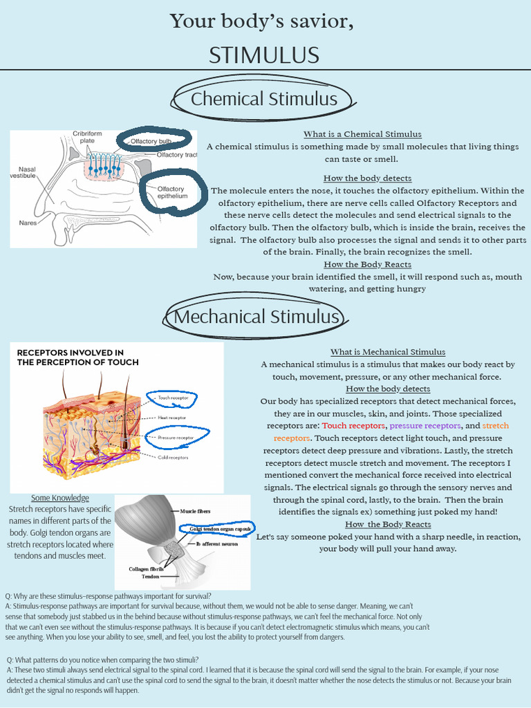 Your Body's Savior, STIMULUS | PDF | Stimulus (Physiology ...