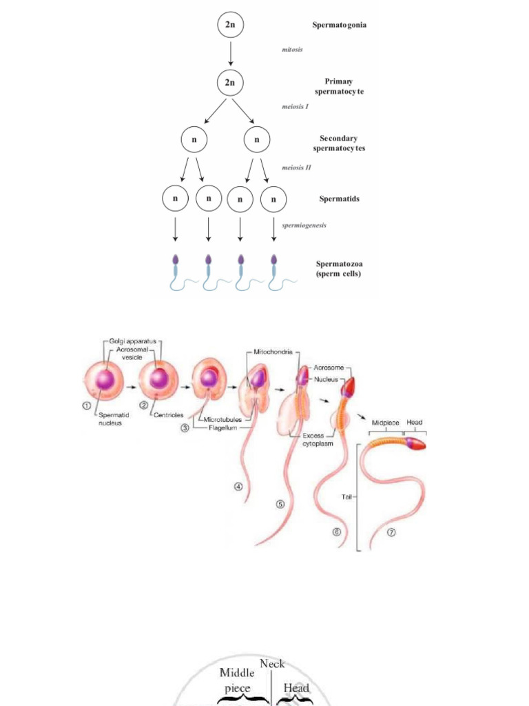 gametogenesis and cycles - ١٢٥٨٣٦ | PDF
