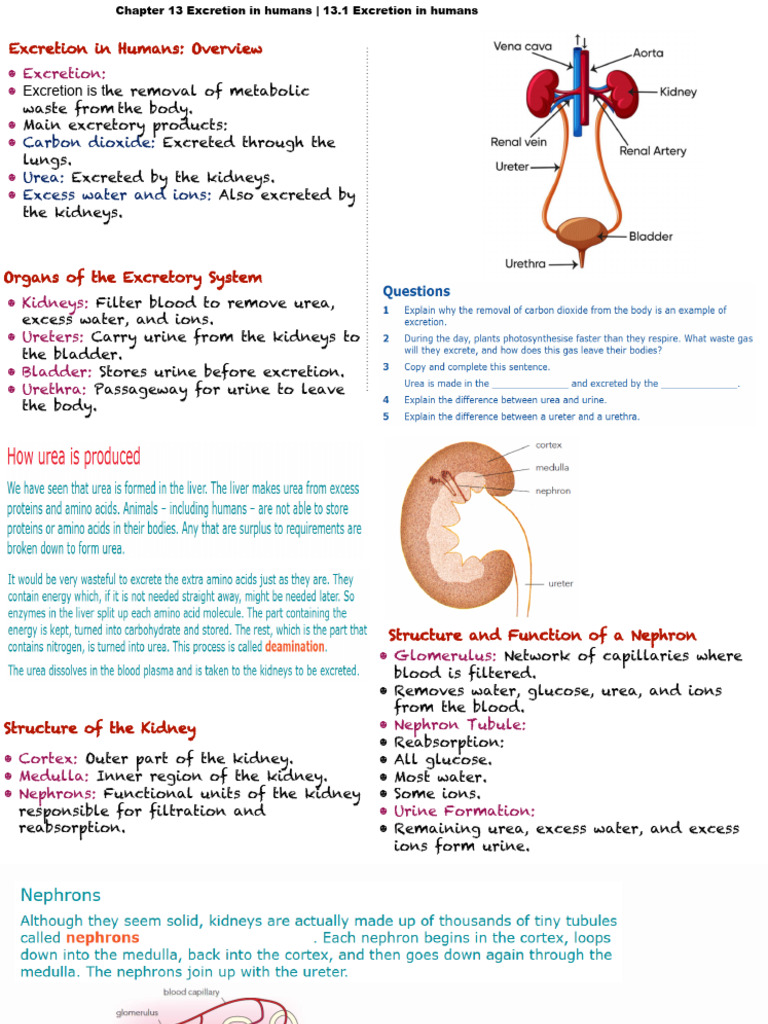 Chapter 13 Igcse Bio Edited | PDF | Kidney | Excretion