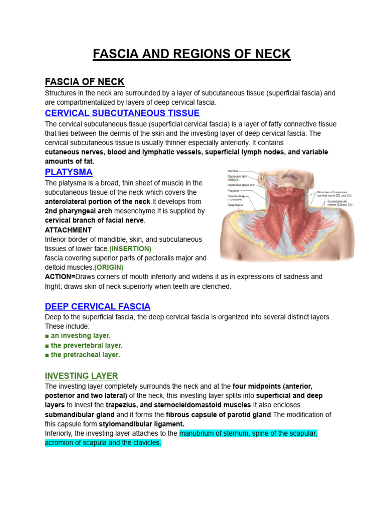 Fascia and Regions of Neck | PDF | Neck | Common Carotid Artery