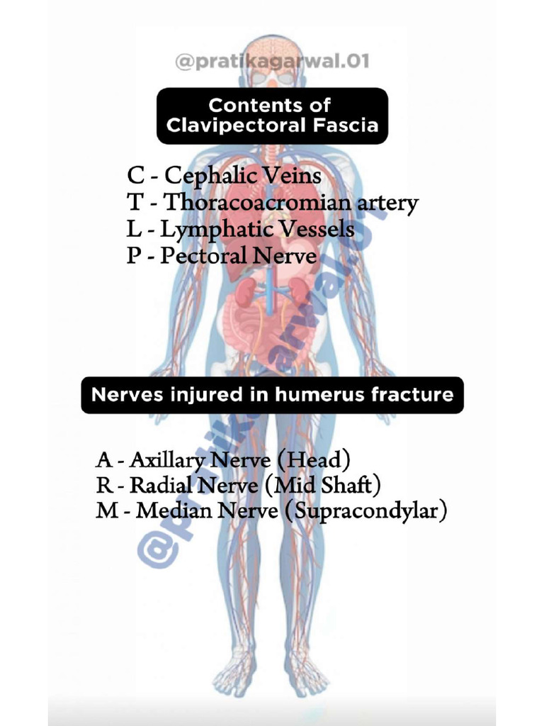 Anatomy Mnemonics 2 | PDF