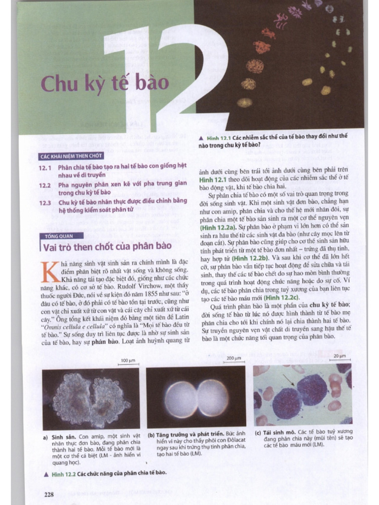Chương 12 Campbell 8th Tiếng Việt | PDF