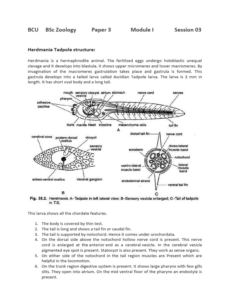 Notes Session 3 Herdmania Tadpole Structure | PDF