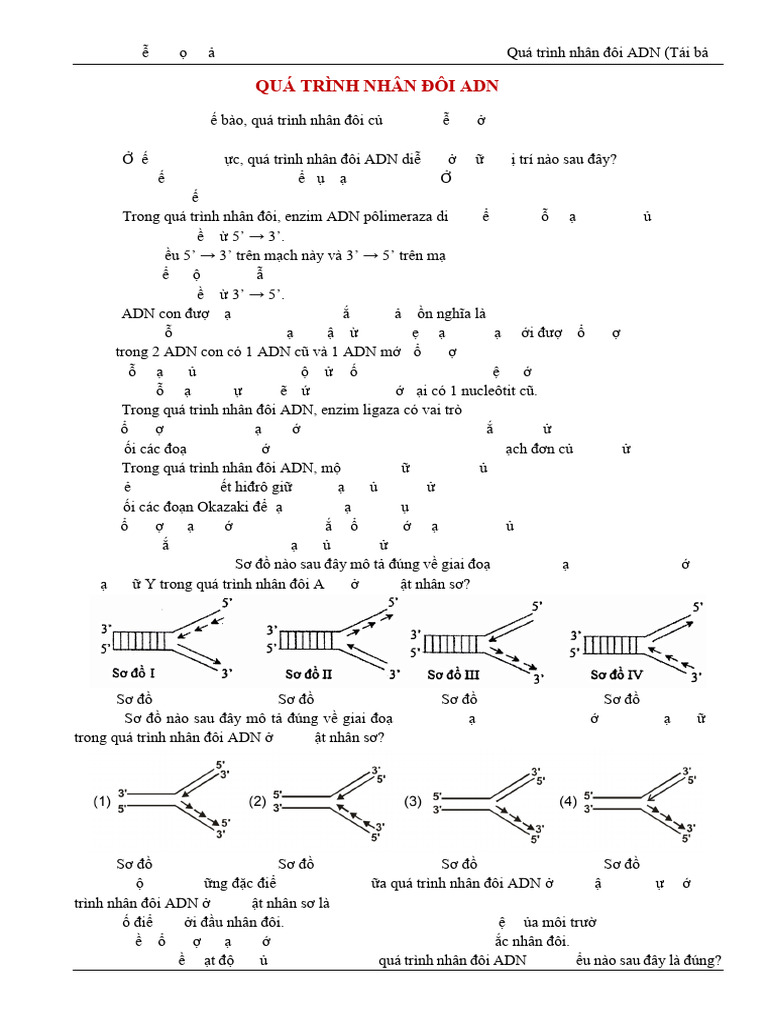 2. Quá Trình Nhân Đôi ADN (BTTL) - P1 | PDF
