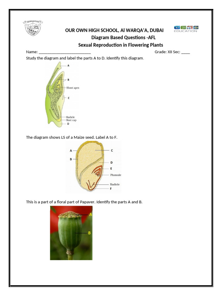 Diagram Based Questions | PDF