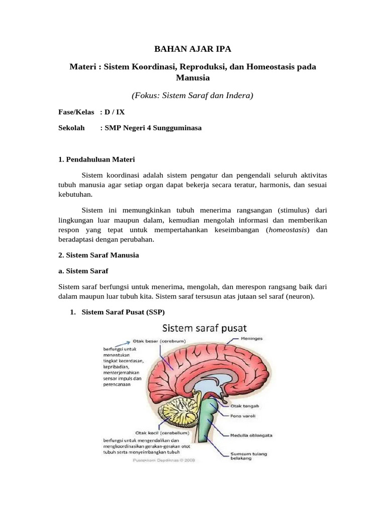 Sistem Saraf dan Indera Manusia SMP | PDF