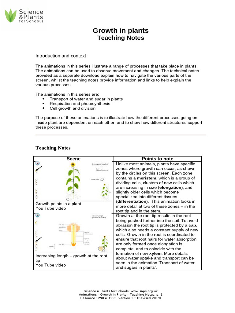 Understanding Plant Growth Processes | PDF | Mitosis | Plant Stem