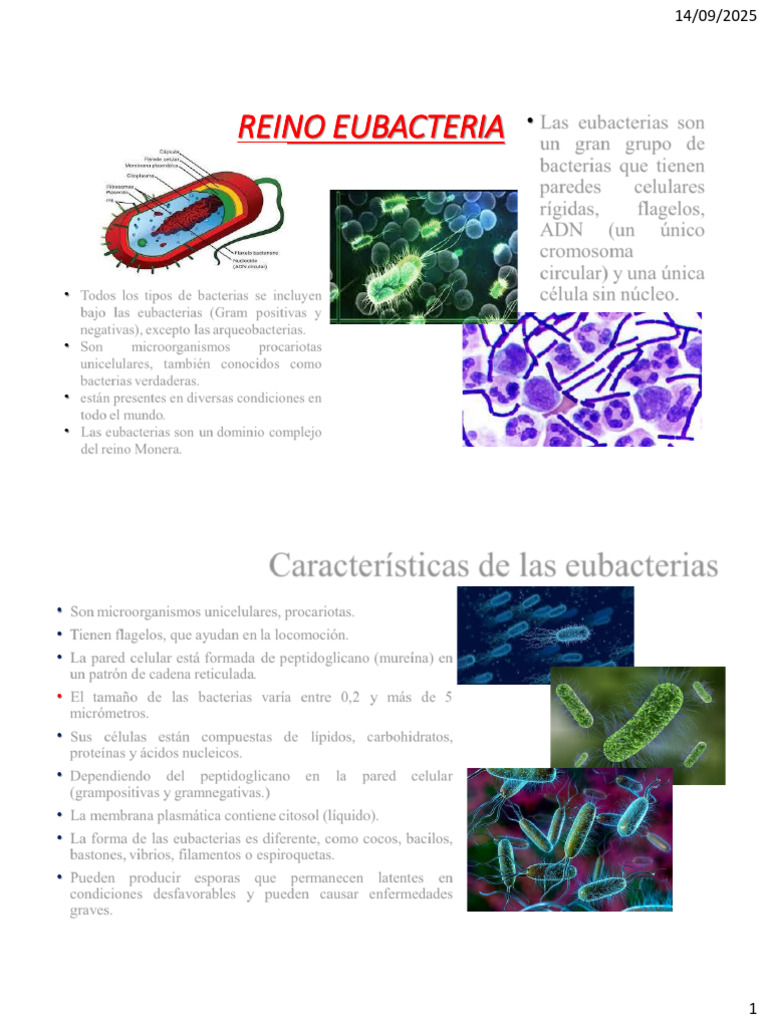 Características y Tipos de Eubacterias | PDF | Las bacterias | Biología ...