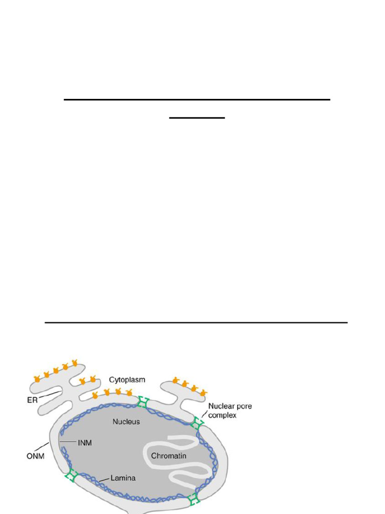 Nuclear Envelope Structure and Laminopathies | PDF | Cell Nucleus ...