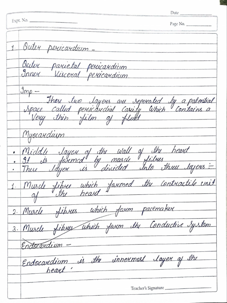 Anatomy Assignment | PDF