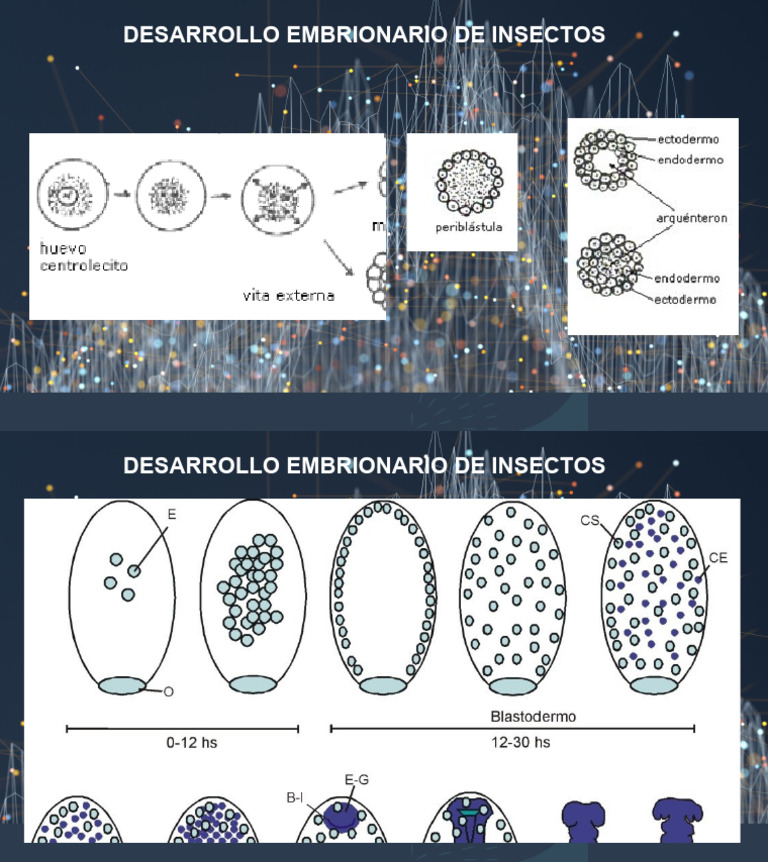 Des Embri 4 | PDF