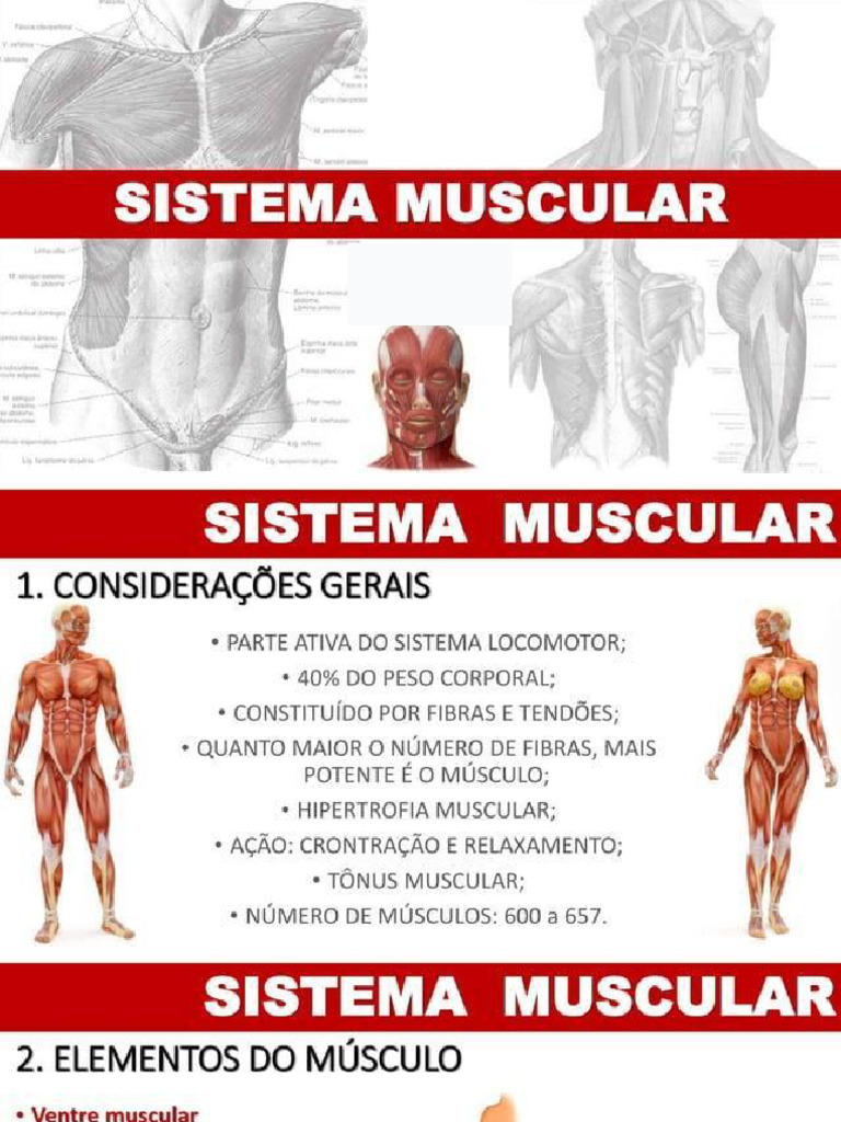 Sistema Muscular 3 | PDF