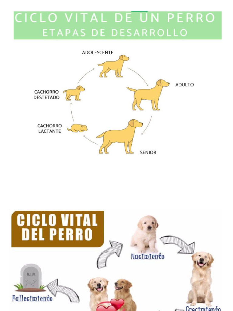 Ciclo de La Vida Perruna | PDF