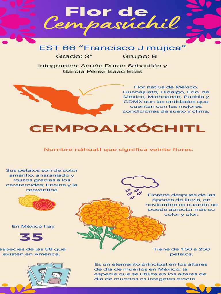 Infografía sobre la flor de cempasúchil | PDF