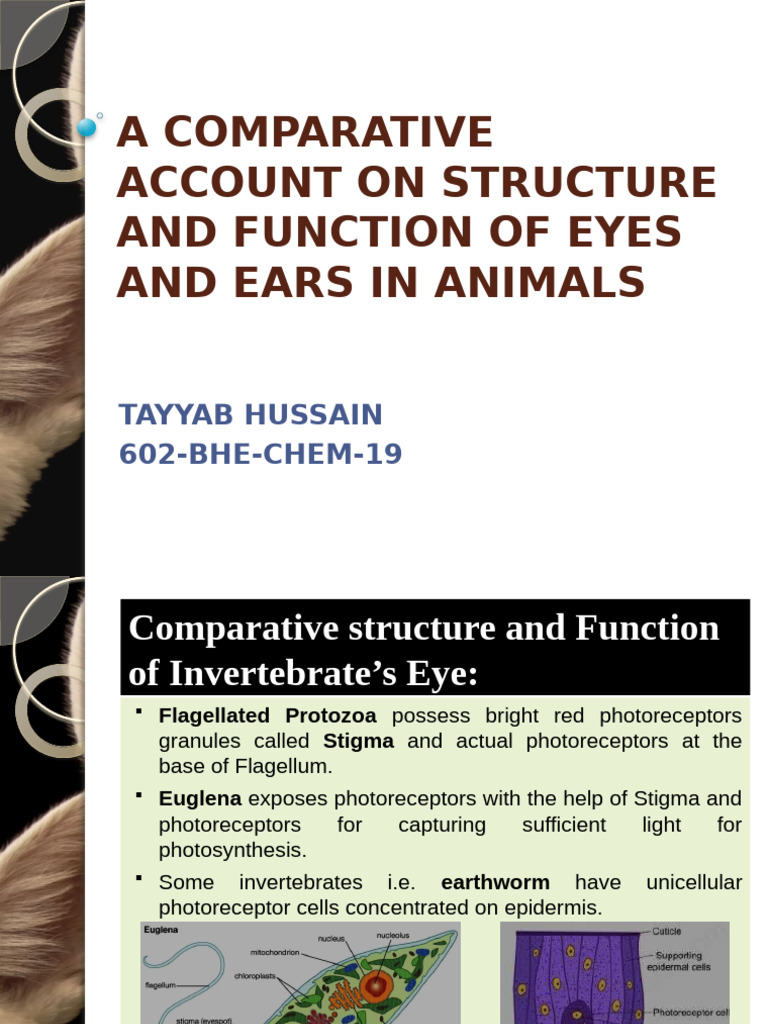0602-Tayyab Hussain Presentation On.. A Comparative Account On Structure and Function of | PDF ...