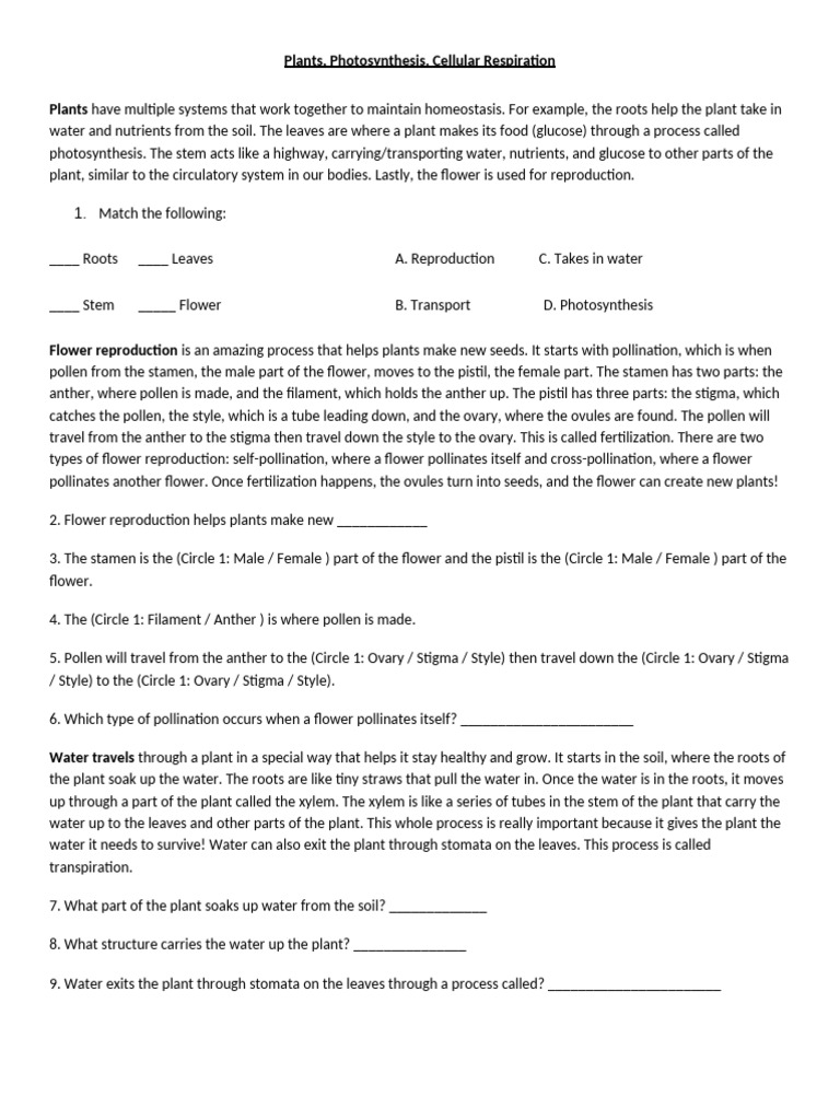 STAAR Plants, Photosynthesis, Cell Resp | PDF | Flowers | Plant Morphology