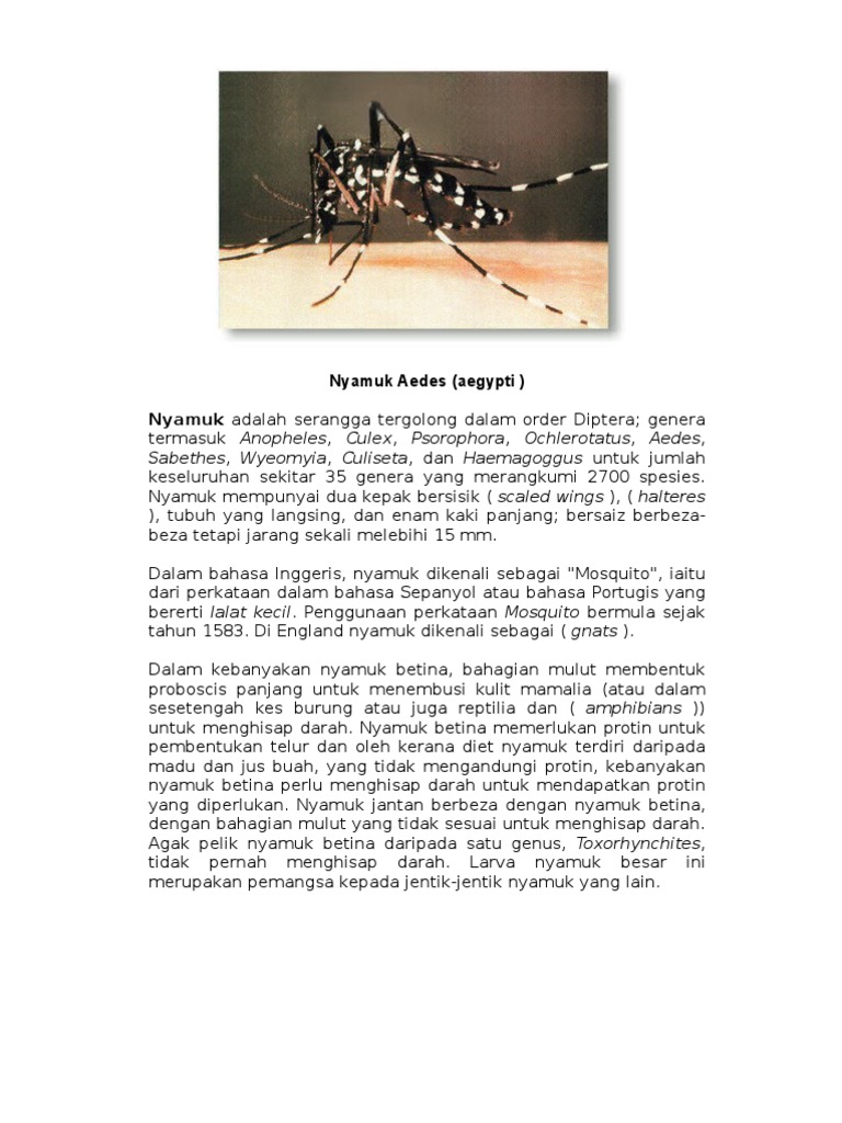 Pengenalan Nyamuk Aedes | PDF