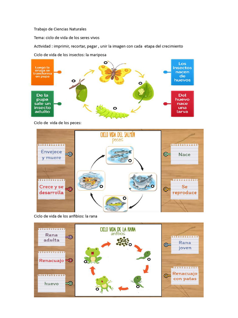 Ciclo de Vida de Los Insectos Ciencia Betty | PDF