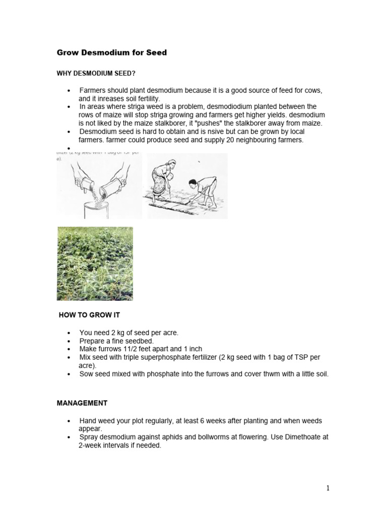 Desmodium Seed | PDF | Maize | Legume