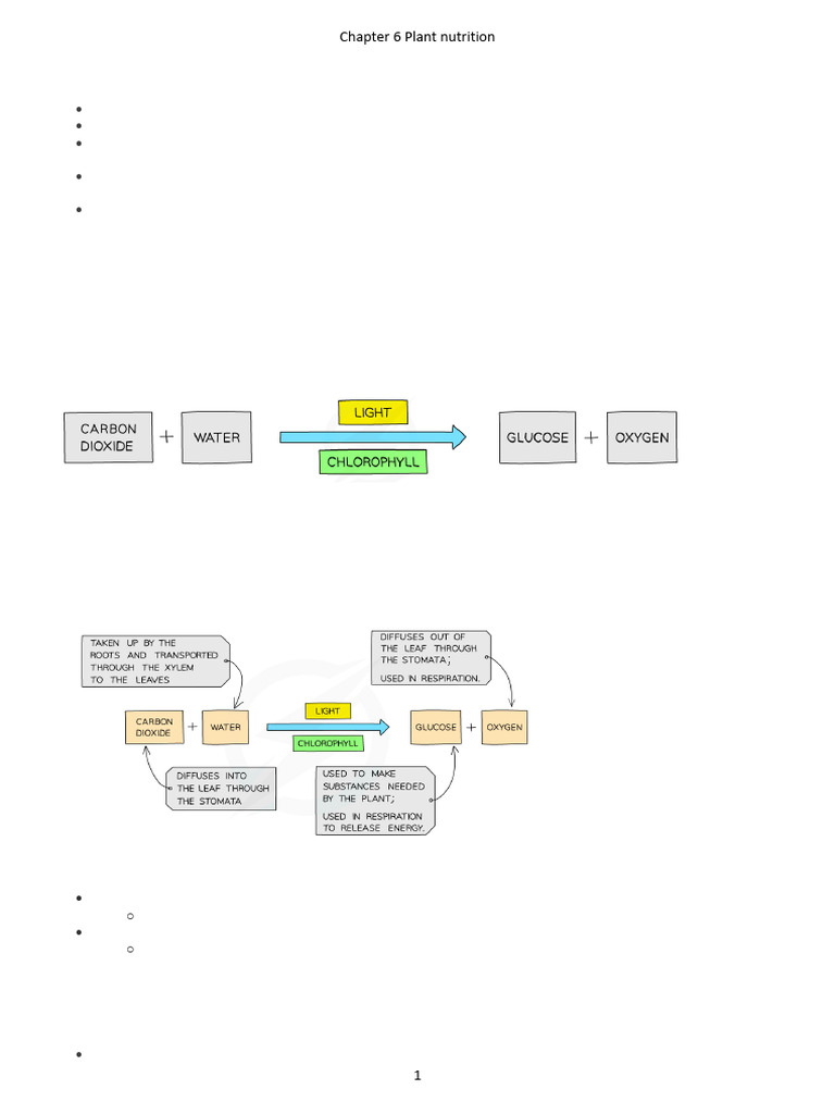 Chapter 6 Plant Nutrition | PDF | Photosynthesis | Carbohydrates