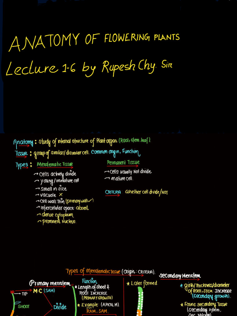 Plant Anatomy Notes | PDF