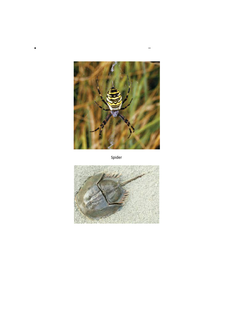 Classification of Arthropoda | PDF