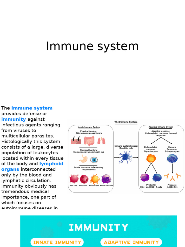 Immune System Histology | PDF | Lymph Node | T Cell