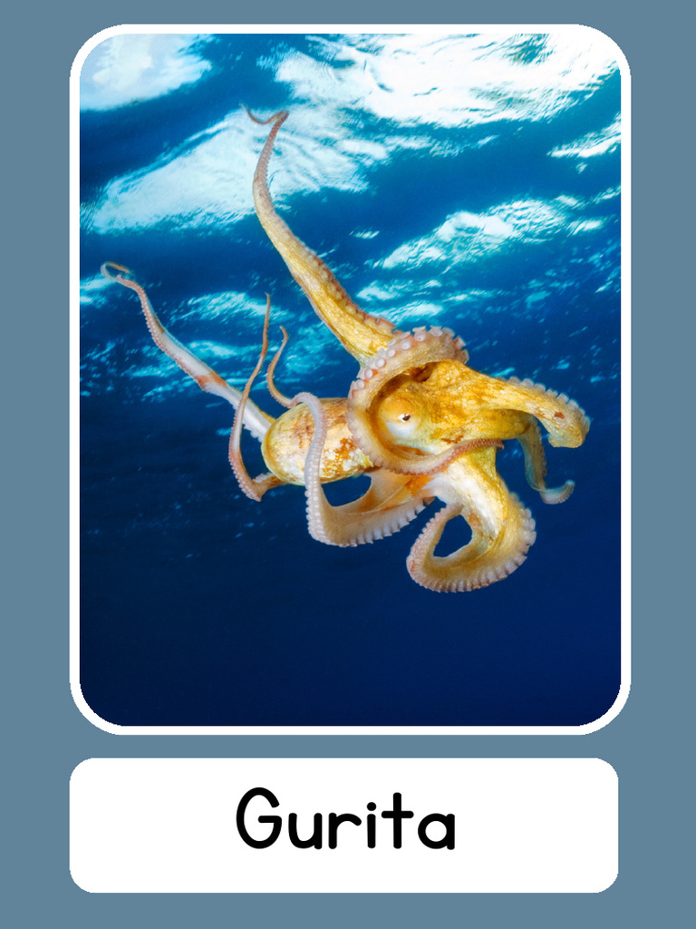 Salinan Dari Colourful Sea Animal Vocabulary Photo Flashcards | PDF