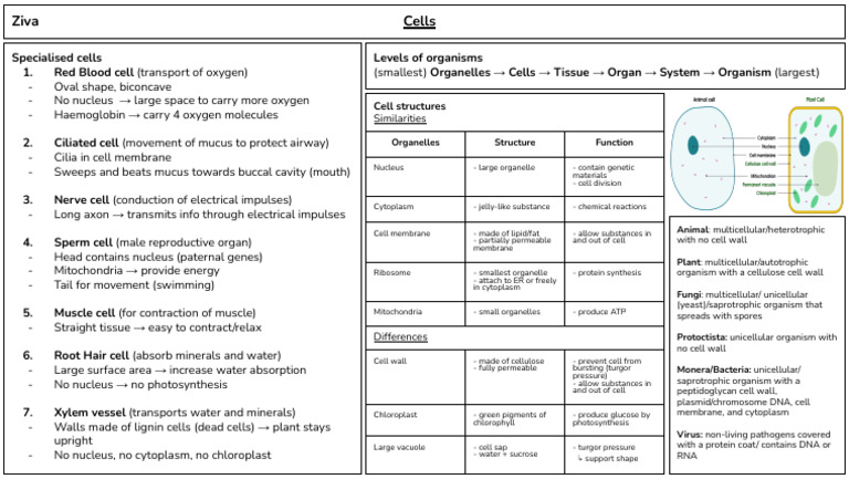 Cells - Biology Igcse (0610) Summary Pages | PDF | Cell (Biology ...