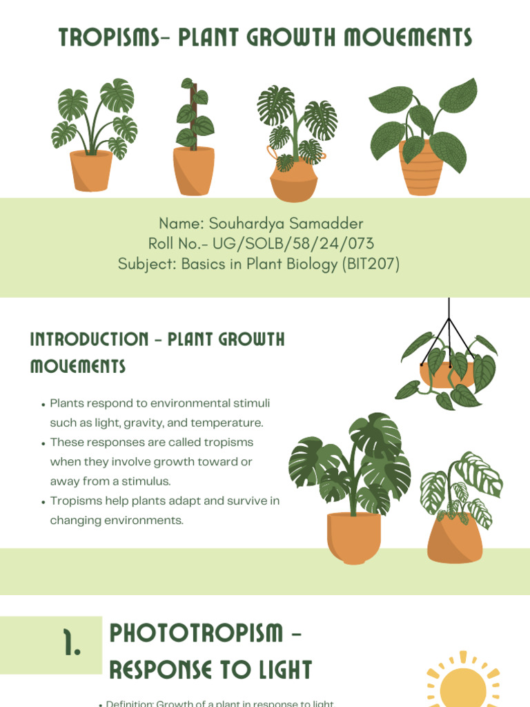 Phototropism, Vernalization & Geotropism | PDF