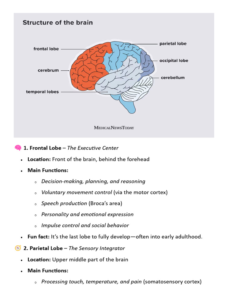Functions of The 4 Lobes of The Brain | PDF
