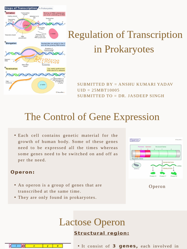 Transcription in Lac Operon | PDF | Operon | Genetics