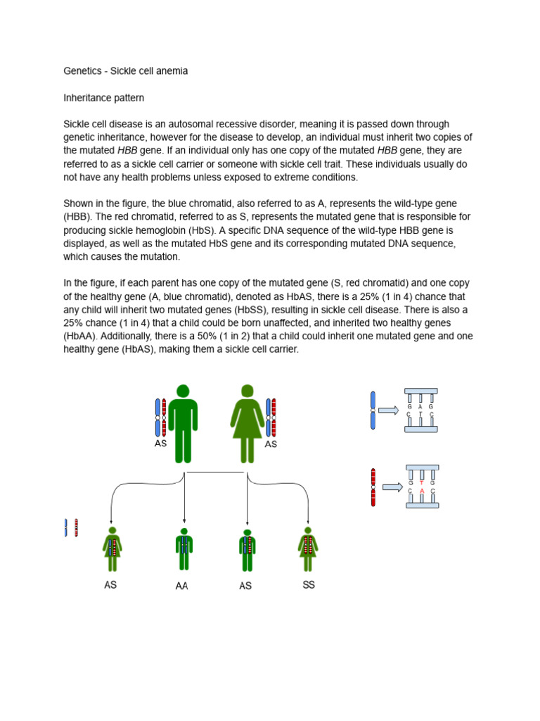 Sickle Cell Anemia Genetics Explained | PDF | Hemoglobin | Gene