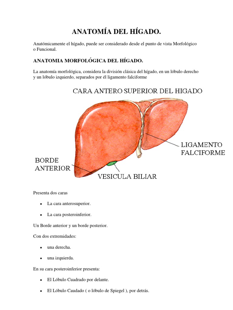 Anatomía del Hígado y sus Lóbulos | PDF | Hígado | Anatomia animal