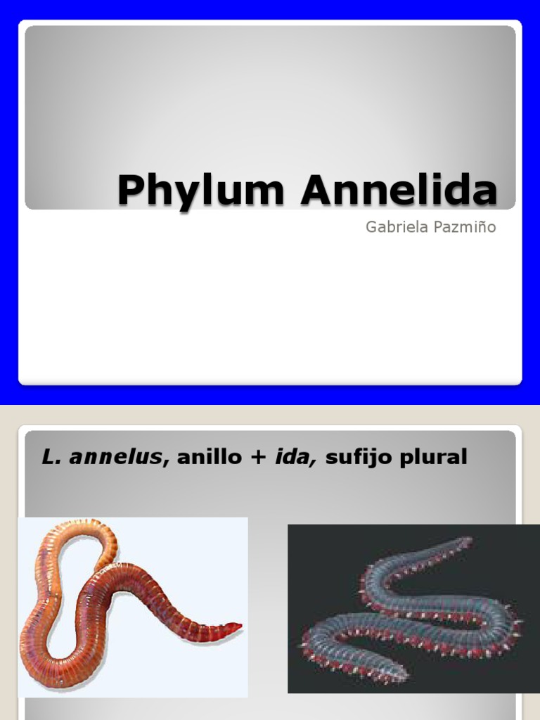 Anelidos PDF | Protostomados | Organismos