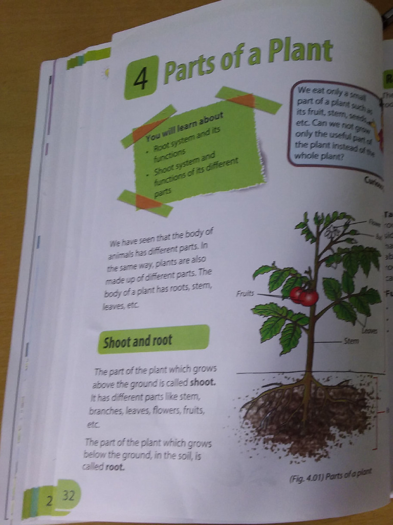 CH - 4 Parts of A Plant | PDF