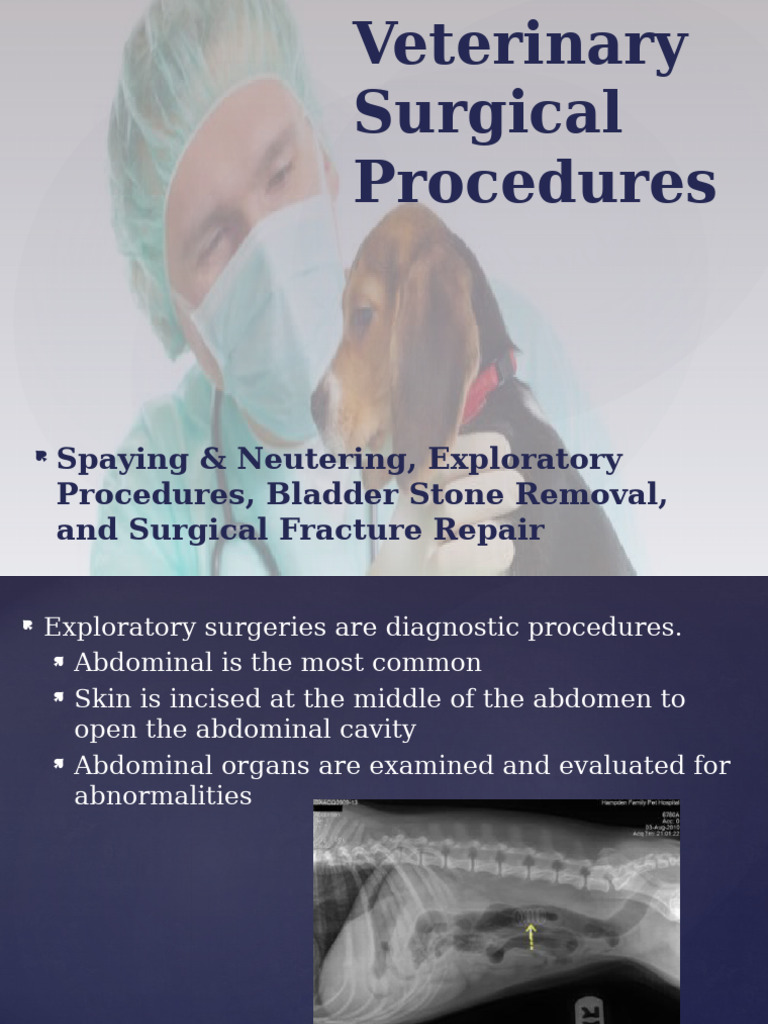 Veterinary Surgical Procedures PPT NXPowerLite | PDF | Neutering ...