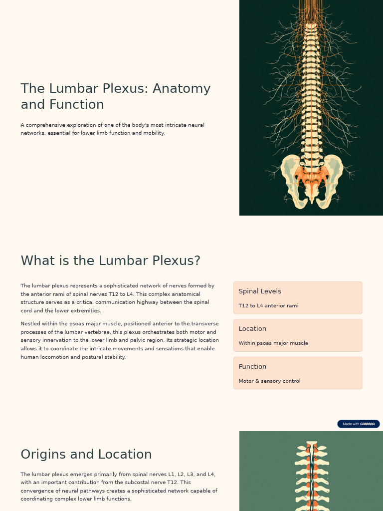 The Lumbar Plexus Anatomy and Function | PDF | Human Leg | Spinal Cord