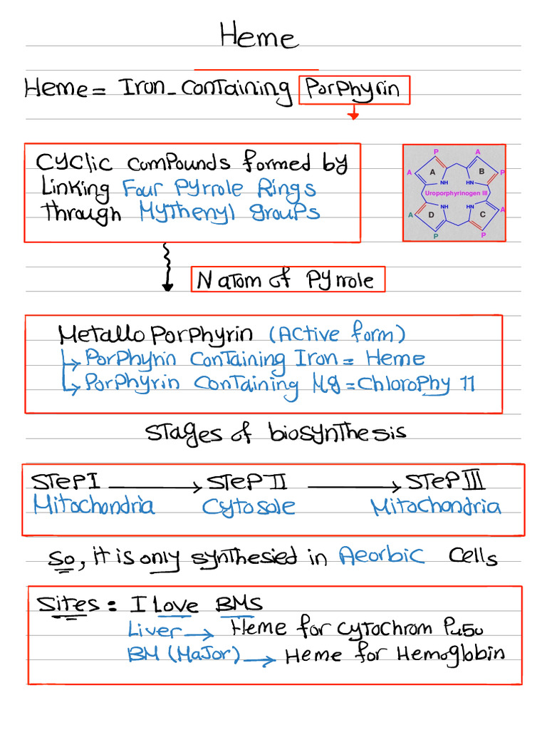 Heme Synthesis | PDF