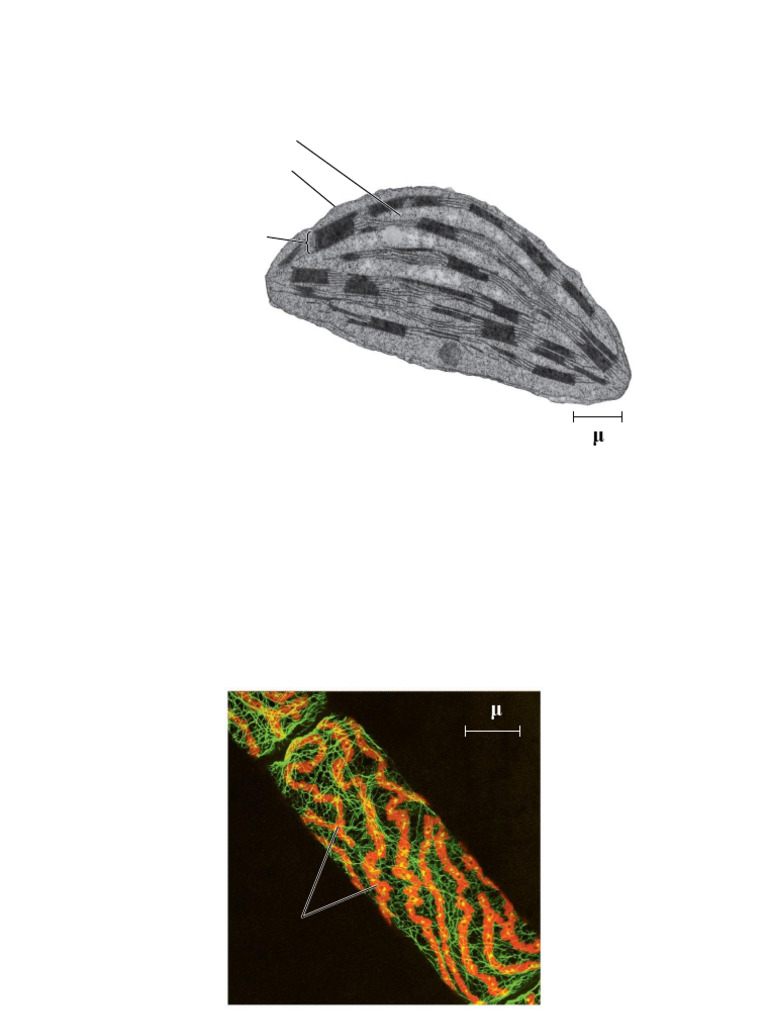 Chapter 7 Cell Structure Functions Part 2 | PDF | Endoplasmic Reticulum | Cytoskeleton
