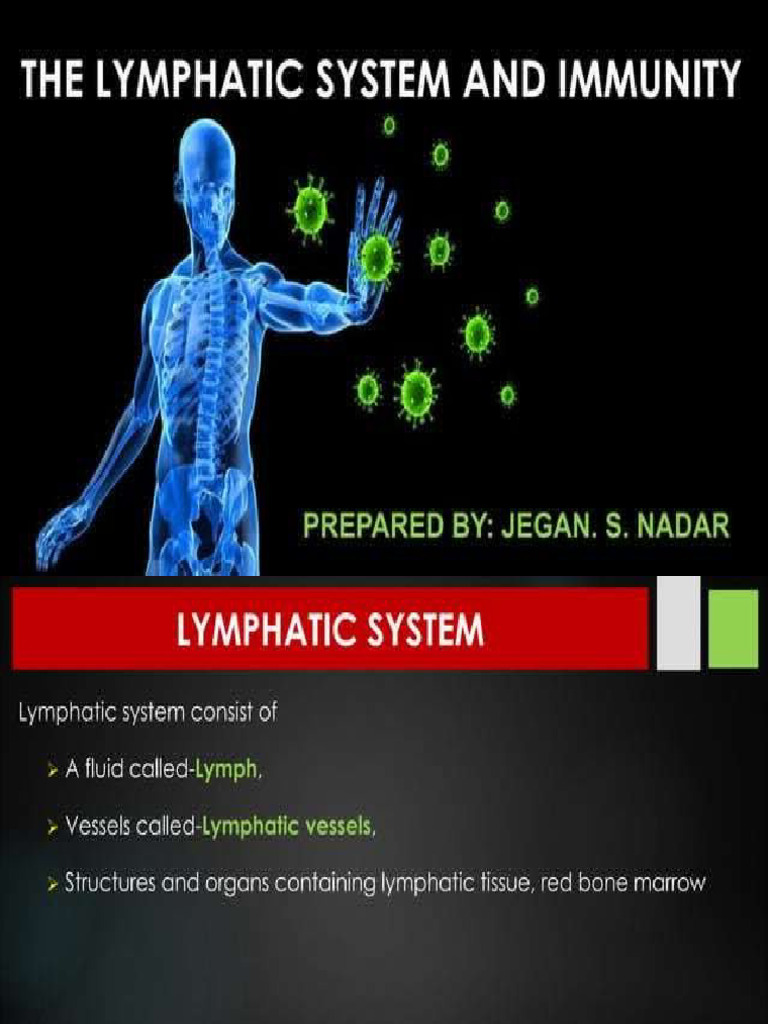 Lymphatic System and Immunity | PDF